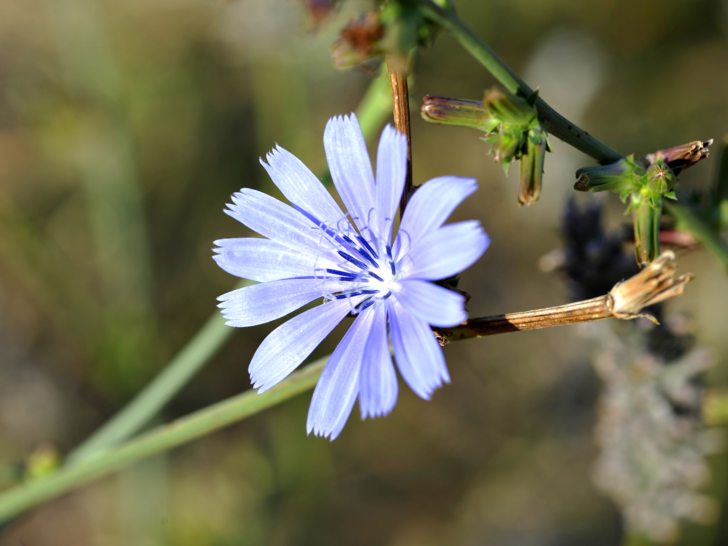 Chicory - DrWeil.com