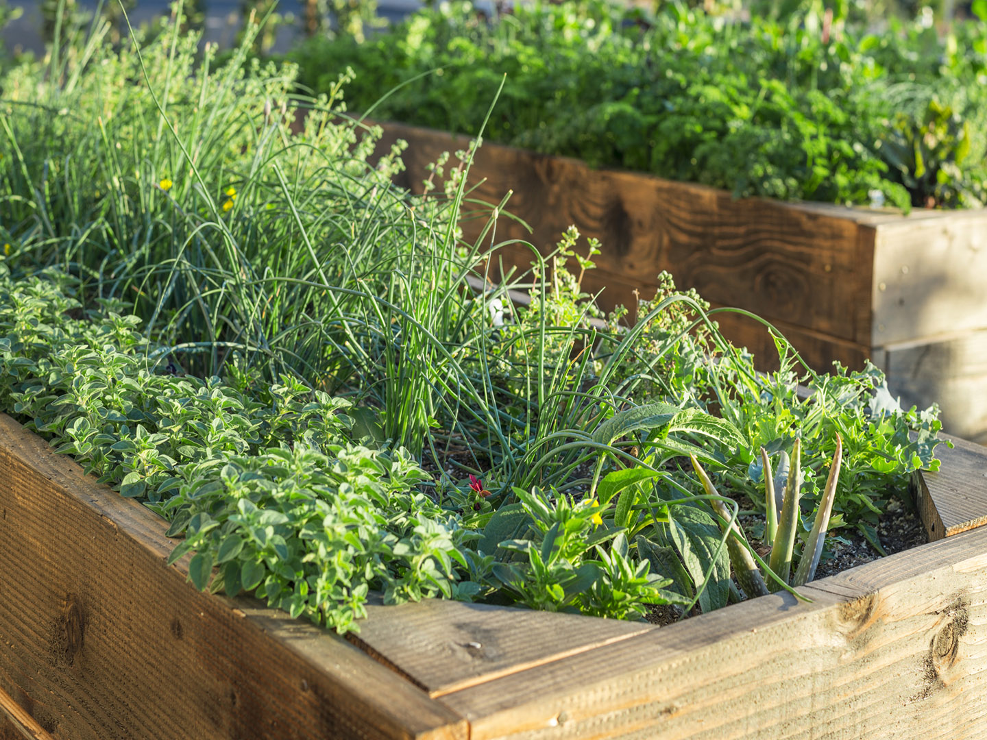 Video: True Food Kitchen Chef's Herb Garden Tour | Dr. Weil